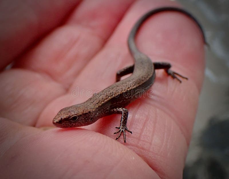 Common Lizard Resting on a Human Hand Stock Image - Image of outdoors ...
