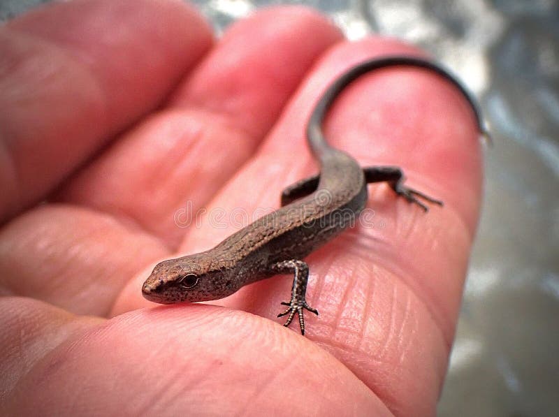 Common Lizard Resting on a Human Hand Stock Photo - Image of resting ...