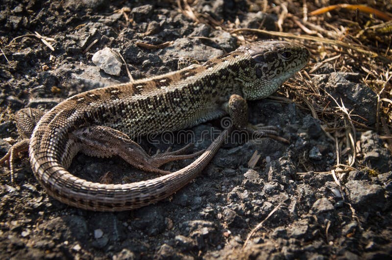 Common lizard stock image. Image of soil, grey, lizard - 55680513