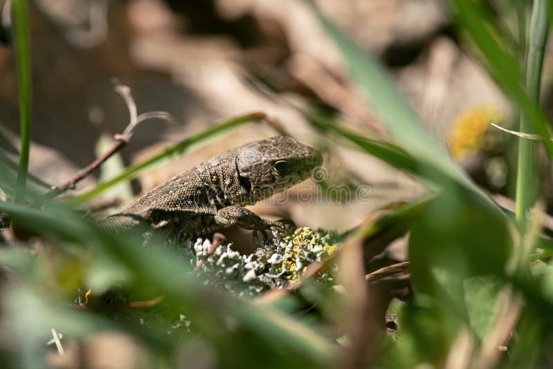 Common Lizard in the Spring Sun Stock Image - Image of closeup, plant ...