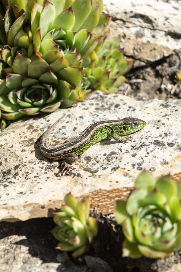 Common Lizard on Stone in Sunny Summer in the Garden Stock Image ...