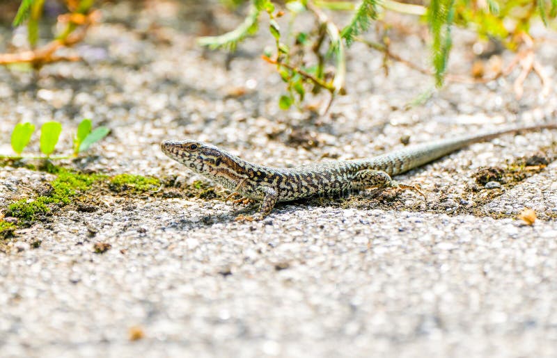 Common Lizard on Stony Ground Stock Photo - Image of lizard, reptiles ...