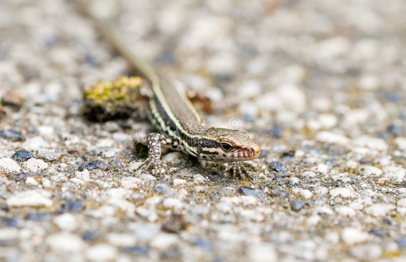 Common Lizard on Stony Ground Stock Photo - Image of undefined ...