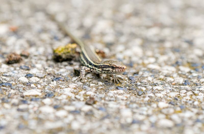 Common Lizard on Stony Ground Stock Photo - Image of wildlife, macro ...