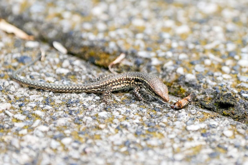 Common Lizard Stony Ground Stock Photos - Free & Royalty-Free Stock ...