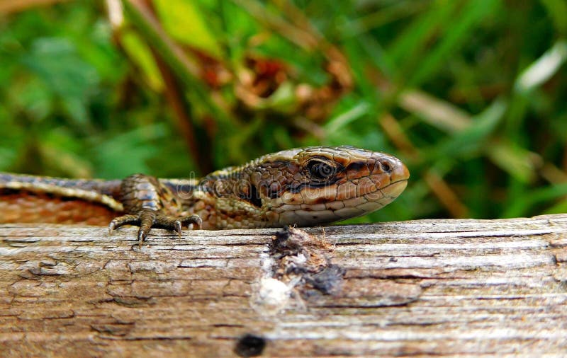 A Common Lizard Sat on a Log. Stock Photo - Image of reptile, shot ...