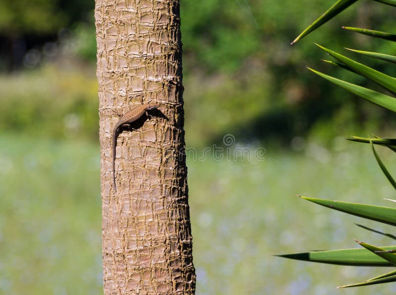 Common lizard in a tree stock photo. Image of blur, legs - 43311280