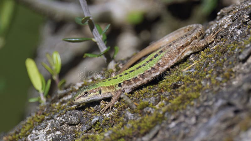 Common Lizard on a Trunk of an Olive Tree Stock Photo - Image of lizard ...