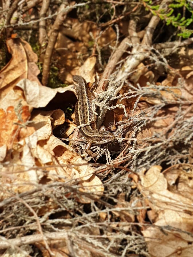Common lizard, wildlife stock image. Image of leaf, nature - 178316783
