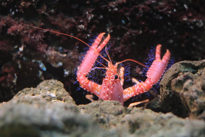 European Lobster - Homarus Gammarus Stock Photo - Image of claw, pincer ...
