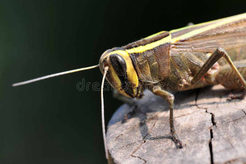 880 Locust Face Stock Photos - Free & Royalty-Free Stock Photos from ...