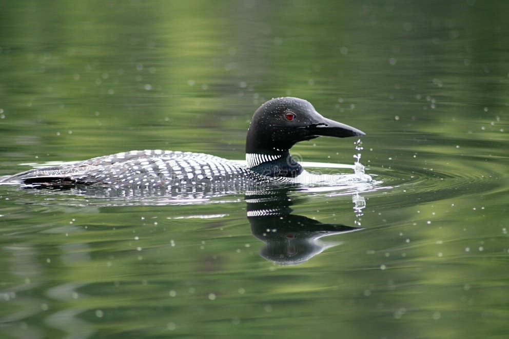 Common Loon stock image. Image of swim, bwcaw, lake, feathers - 13421875