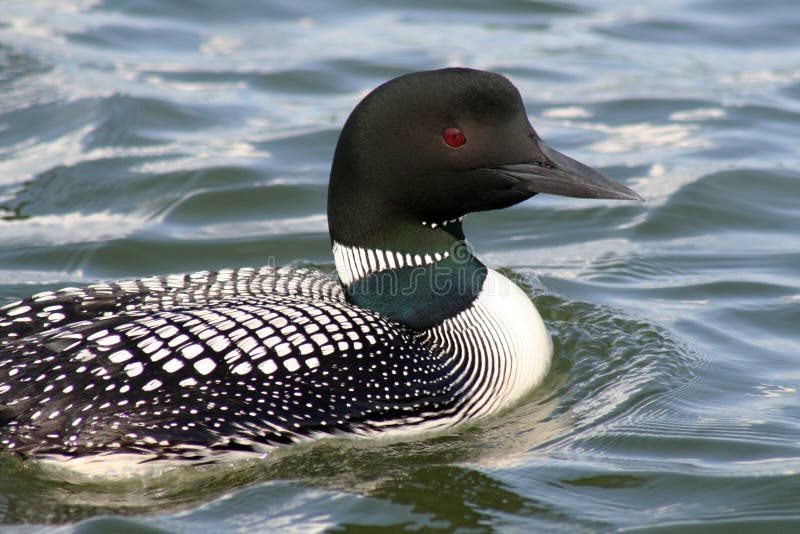 Common Loon stock photo. Image of lake, nature, water - 16252416
