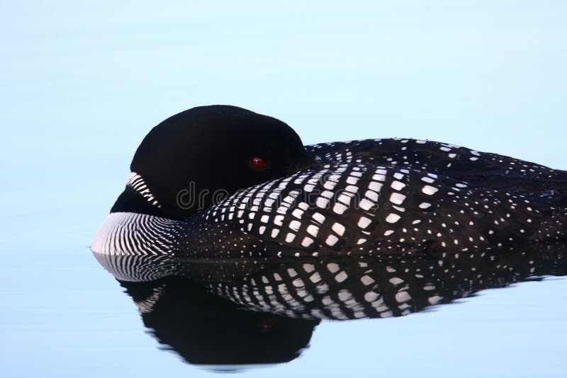 Common Loon stock photo. Image of reflection, feather - 22734938