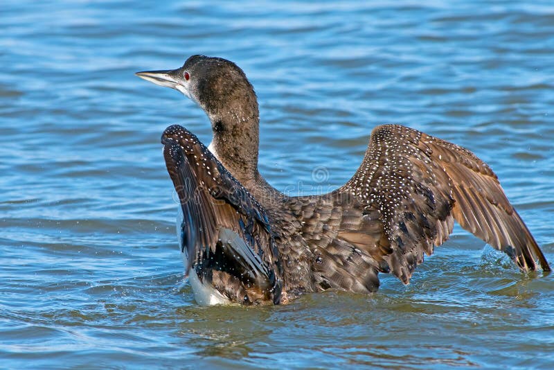 Common Loon Displaying stock image. Image of orange, feet - 31419781