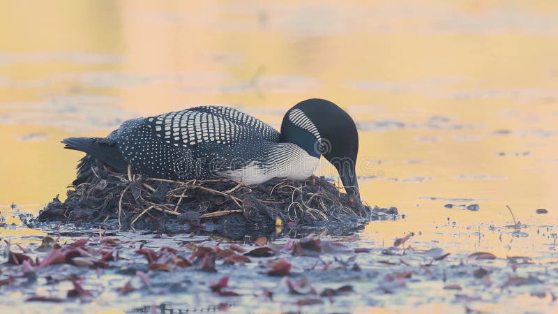 A Common Loon in Acadia National Park Stock Video - Video of pretty ...