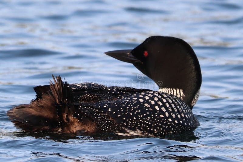 Common loon red eye stock photo. Image of lake, loon - 106602550