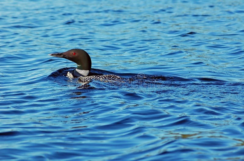 Common loon stock image. Image of black, neck, feathers - 148001507
