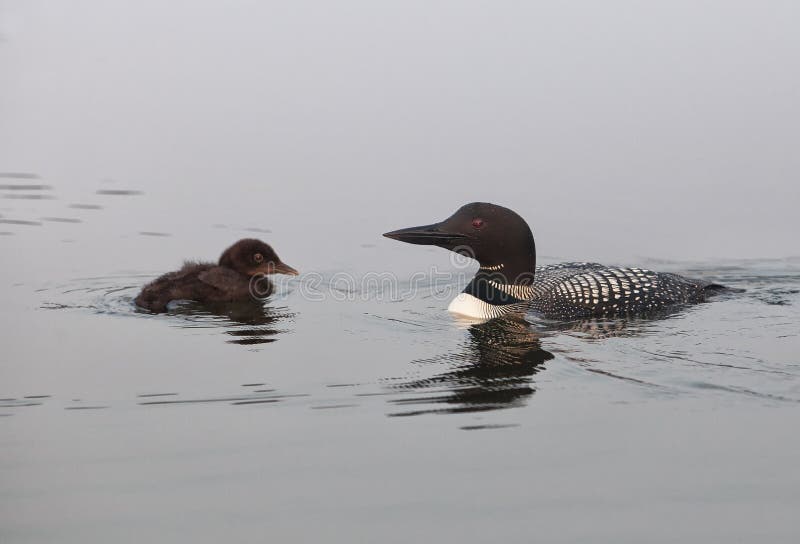 Loon with baby on back stock image. Image of mother, loon - 5758775