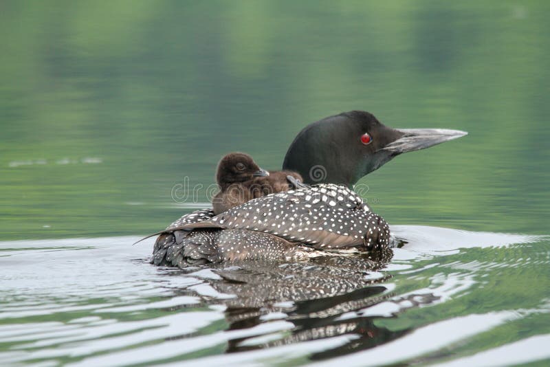 Common Loon Baby on Mothers Back Stock Image - Image of bird, hitch ...