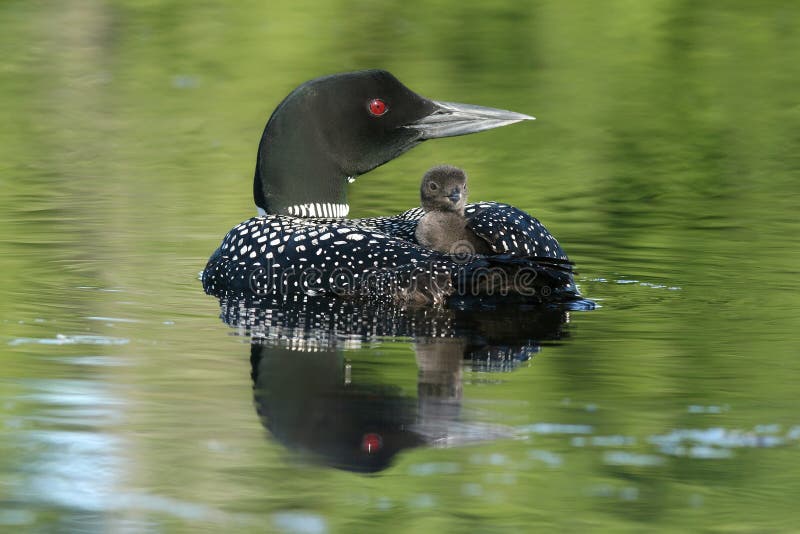 Common Loon Chick Riding on Parent S Back Stock Image - Image of ...