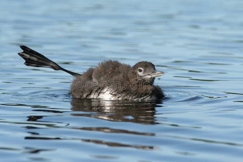 Common Loon Chick Stretching Its Leg Stock Image - Image of muskoka ...