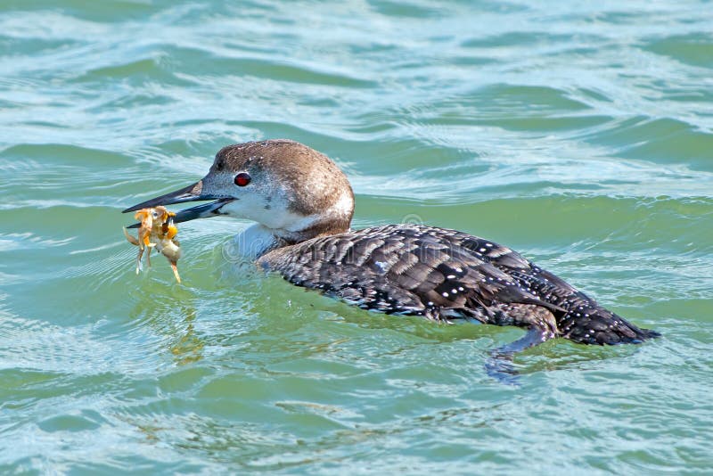 Loon Mouth Stock Photos - Free & Royalty-Free Stock Photos from Dreamstime