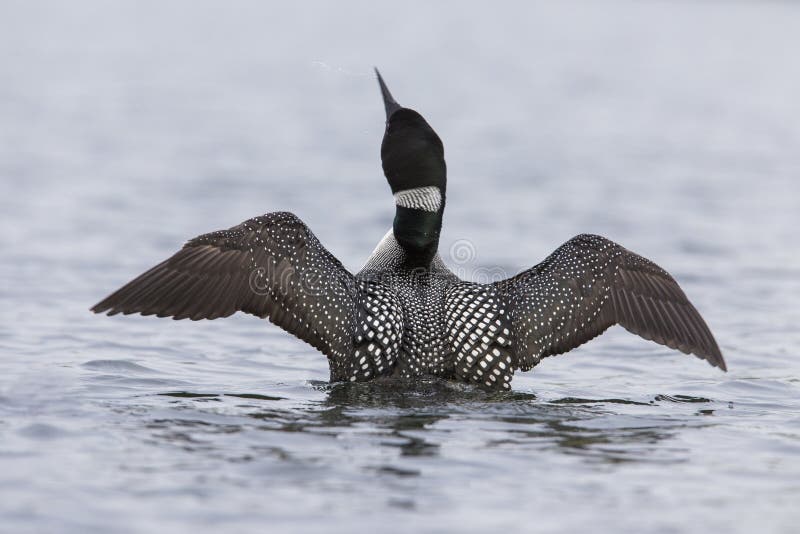 Common Loon Baby on Mothers Back Stock Image - Image of bird, hitch ...