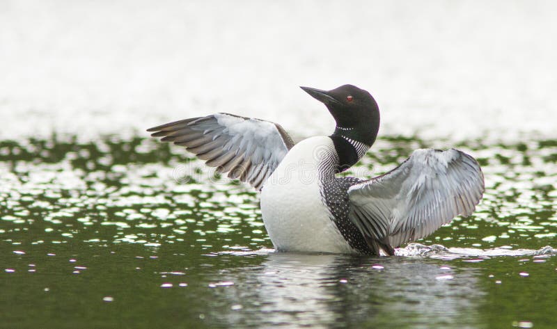 Common Loon Displaying stock image. Image of orange, feet - 31419781