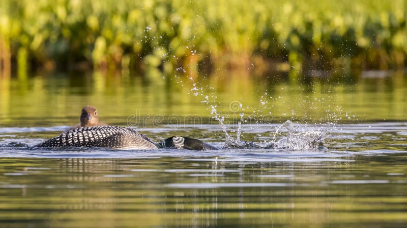Common Loon Diving with Water Splash Stock Image - Image of green ...