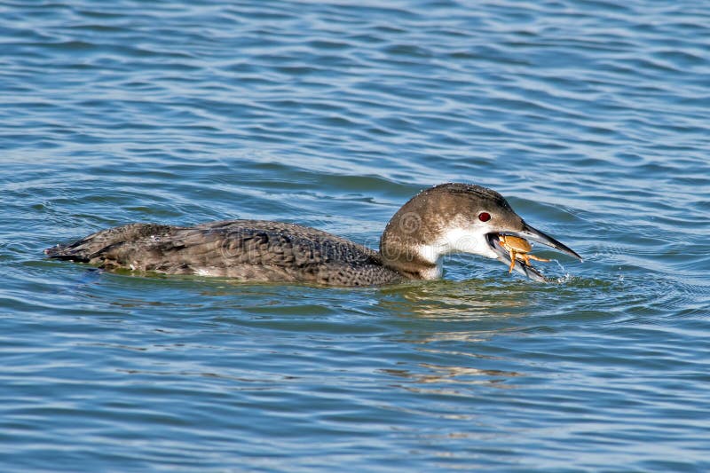 Common Loon stock image. Image of nature, blue, crab - 48855645