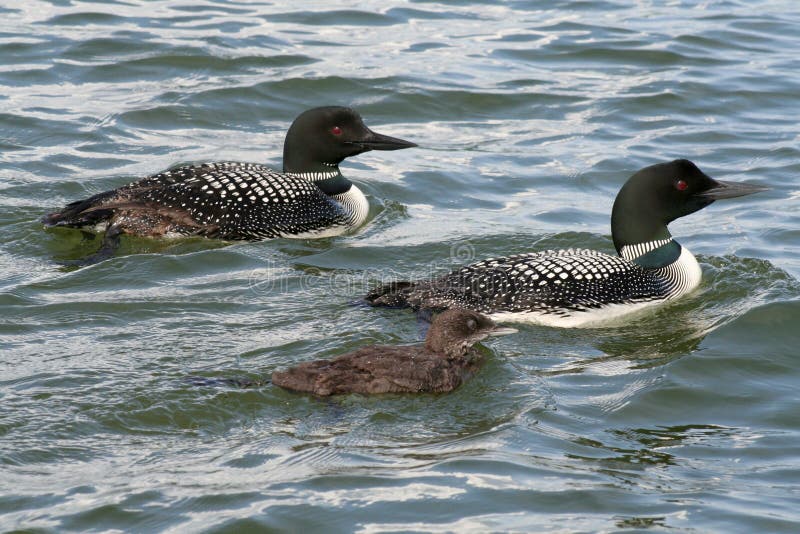 Common Loon Family stock photo. Image of family, eyes - 16252498