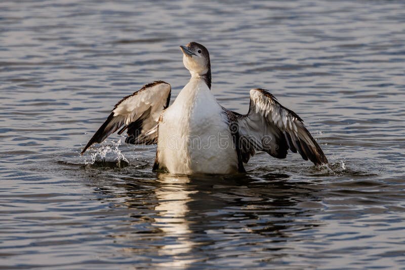 Common Loon on a Calm Lake in Florida Stock Image - Image of daylight ...