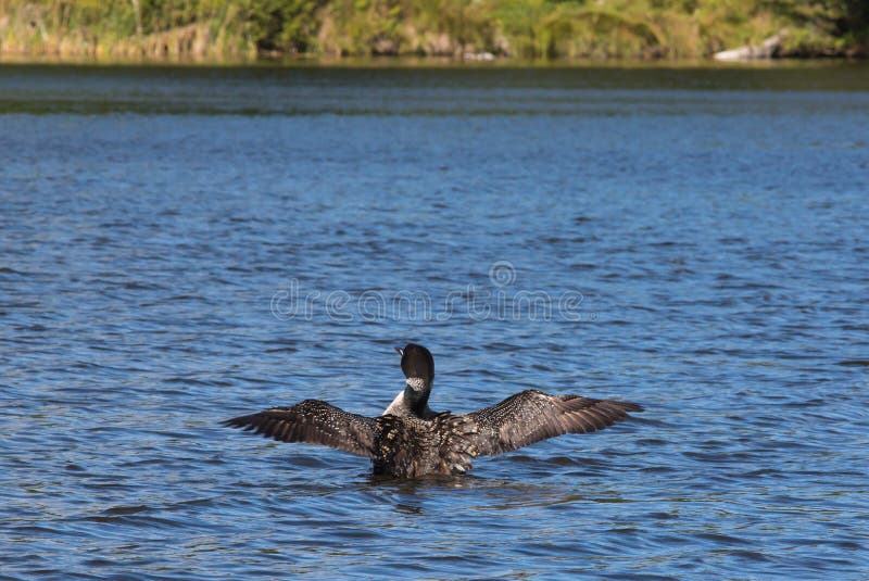 Common Loon Flapping Its Wings Stock Photo - Image of common, flap ...