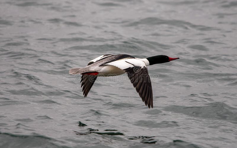 Common loon in flight stock photo. Image of flight, flying - 266918614
