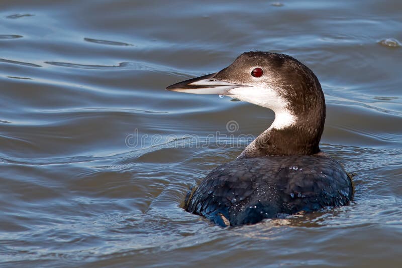Loon Paddling in Lake stock image. Image of migratory - 2008299