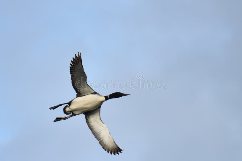 Loon flying stock image. Image of wildlife, beauty, nature - 99172595