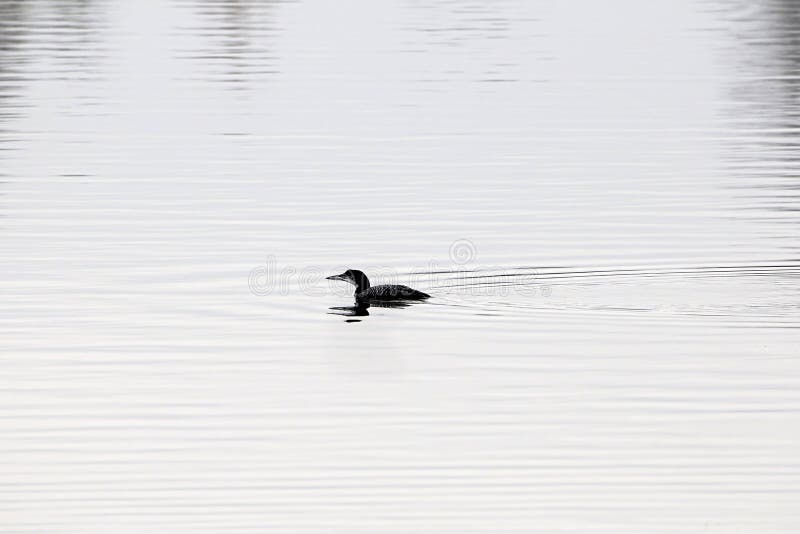 Common Loon, Gavia immer stock photo. Image of nature - 380990168
