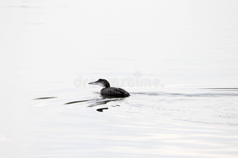 Common Loon, Gavia immer stock photo. Image of common - 380990178