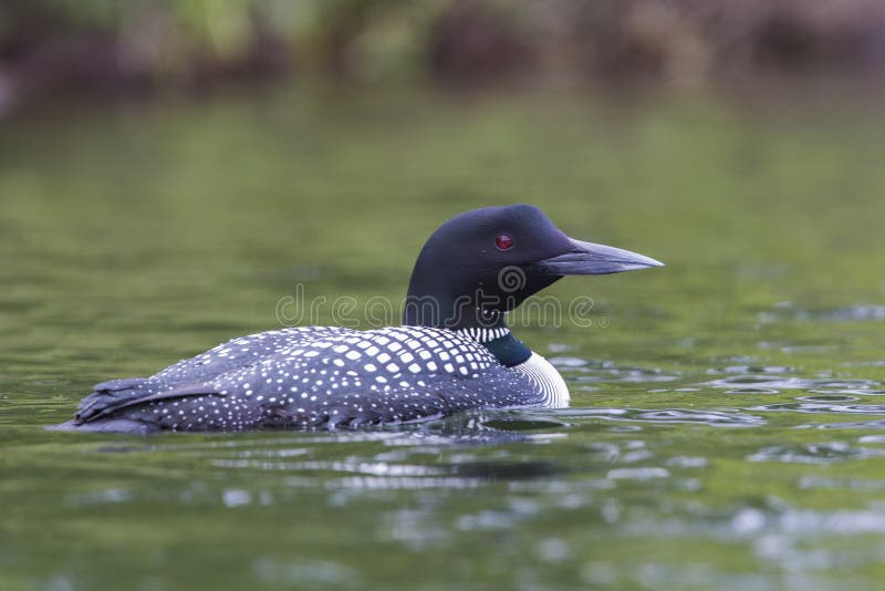 Common Loon stock image. Image of feet, loon, nature - 55028705