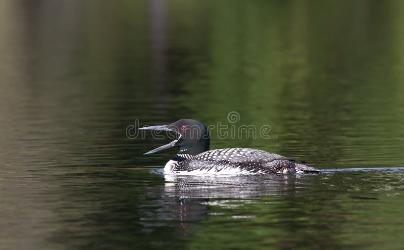 Common Loon call stock photo. Image of young, aquatic - 83189476