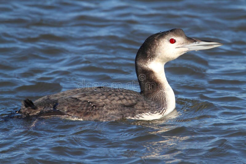 Common Loon (Gavia immer) stock image. Image of swimming - 62514521