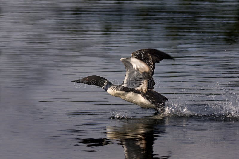Common Loon (Gavia Immer) Taking Flight Stock Image - Image of canada, gavia: 9034323