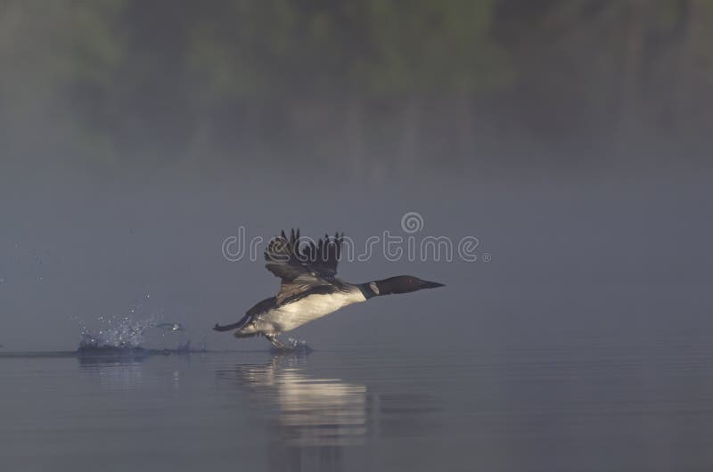 A Common Loon Gavia Immer Taking Flight in the Morning Mist on Wilson ...