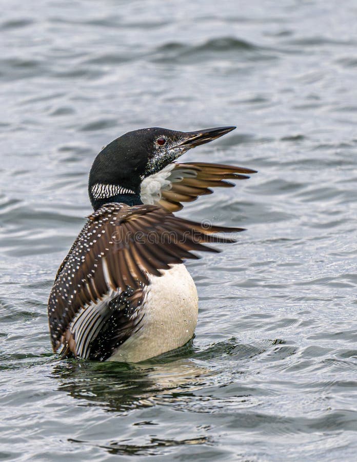 Common Loon stock photo. Image of perched, eagle, prey - 301040422