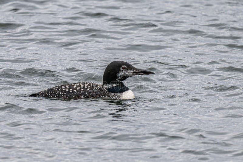 Common Loon stock photo. Image of wildlife, bird, landing - 301040448