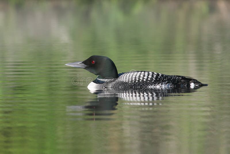 Common Loon - Haliburton, Ontario Stock Image - Image of bird ...