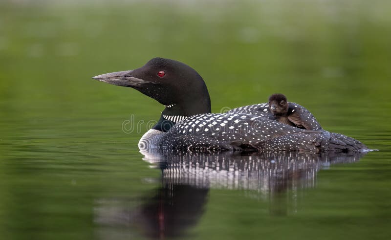 A Common Loon in Maine stock image. Image of common - 241730245