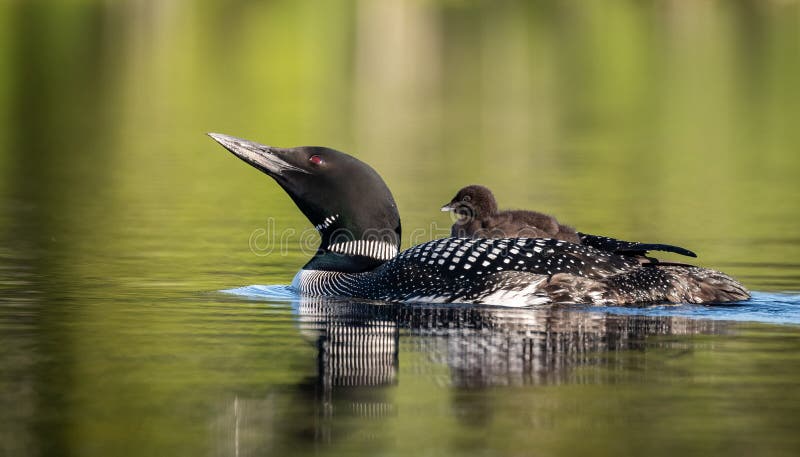 A Common Loon in Maine stock image. Image of snow, river - 210835721