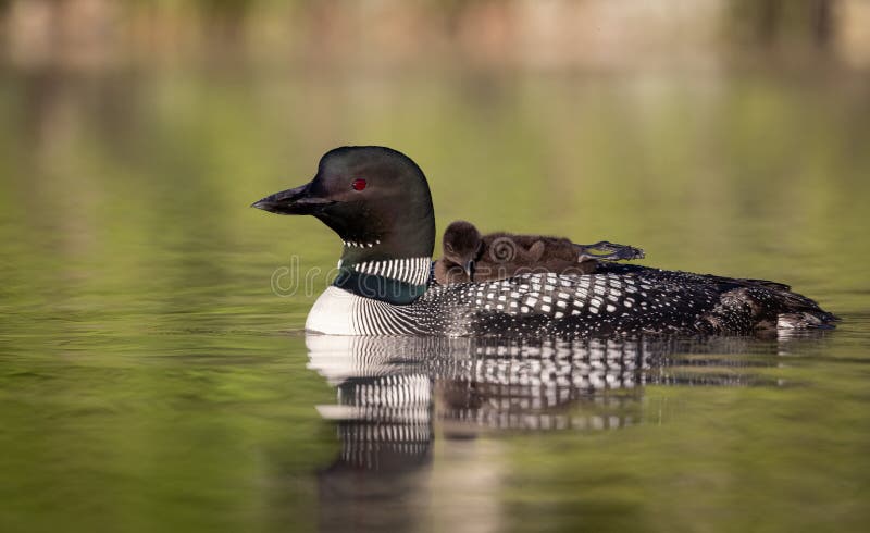 Common Loon in Maine stock photo. Image of beach, cubs - 237730020